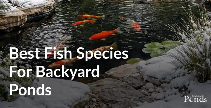 Best Pond Fish for Backyard Ponds: Koi, Goldfish & More – Midwest Ponds