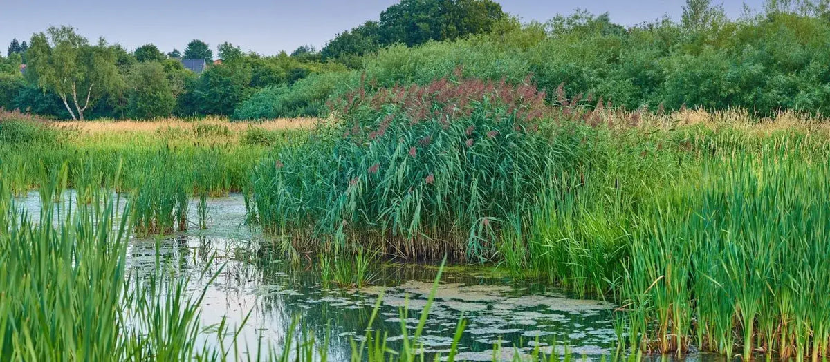 Common Invasive Pond Weeds and tips for Control – Midwest Ponds