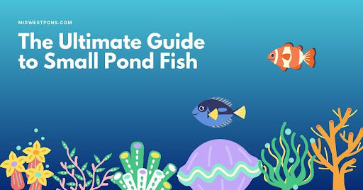 Small Pond Fish Guide: Choosing & Caring Tips Made Easy – Midwest Ponds