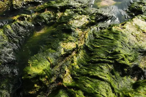 Filamentous Algae: Understanding Control and Prevention in Ponds ...