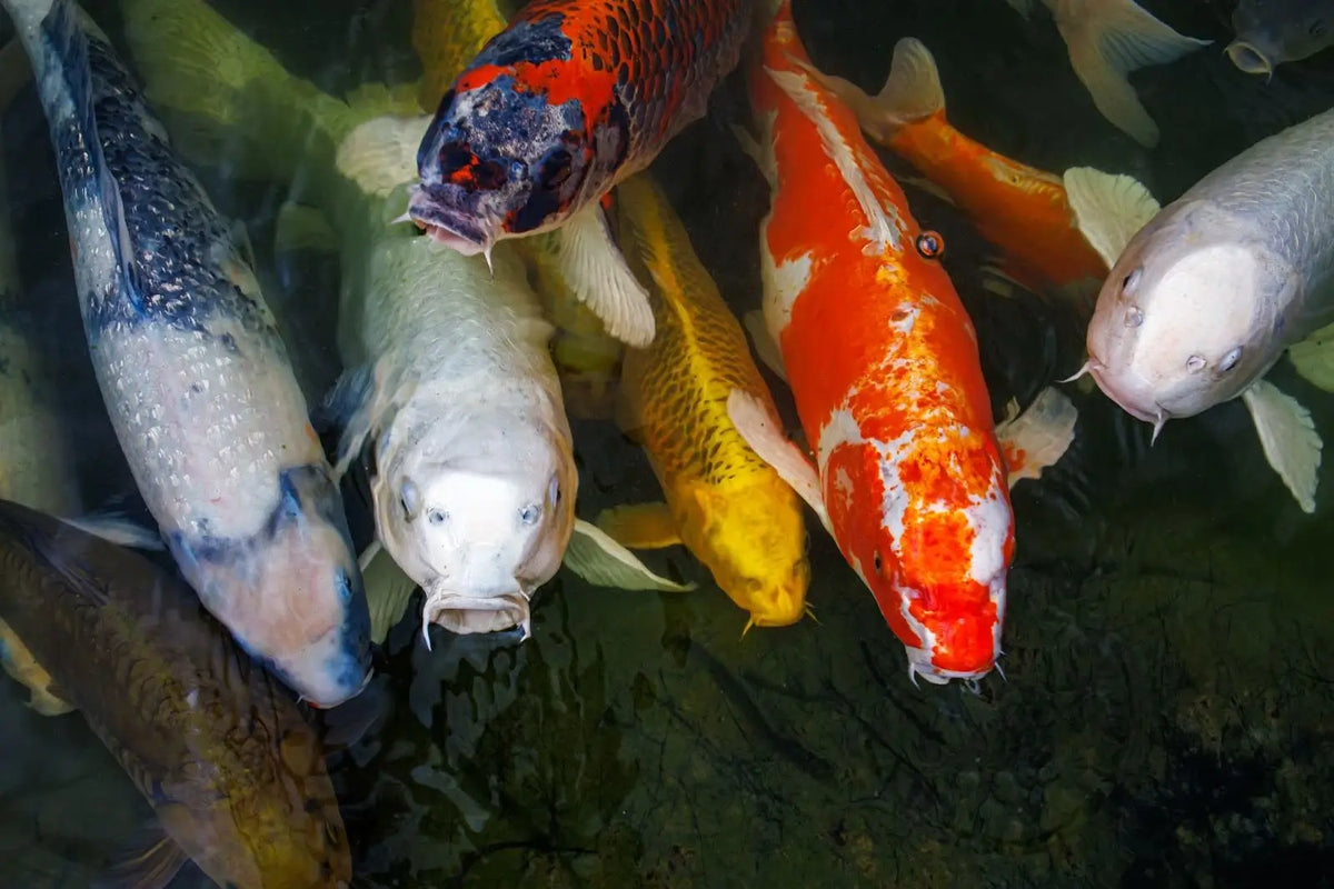 Carbon, and Why It’s Important in Your Pond Fish health – Midwest Ponds