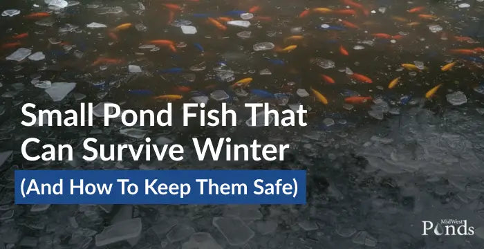 Small Pond Fish That Survive Winter | Best Cold-Hardy Pond Fish ...