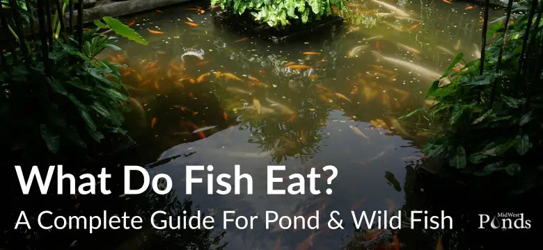 What Do Fish Eat? The Ultimate Pond Fish Feeding Guide – Midwest Ponds